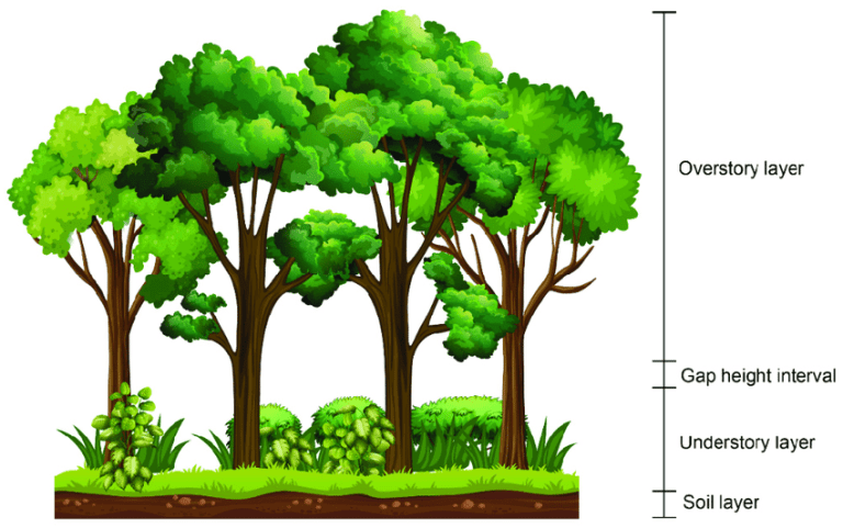 You’ll never look at trees the same way again: The Overstory by Richard ...